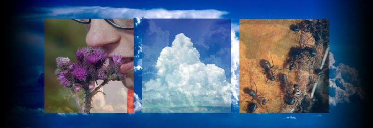 How To Know That It Is Going To Rain - Without A Weather Forecast