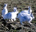 How Do Animals Survive The Desert Or Arctic Weather?