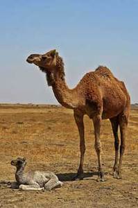 How Do Wild Animals Survive Extreme Cold Or Heat