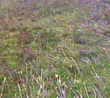 What Is A Derecho And How Does It Develop?