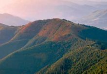 Microclimates: What They Are And How They Form