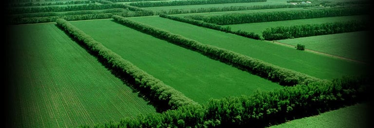 Shelterbelt: Defining A Windbreak And How It Works